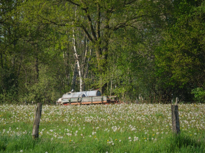 Beautiful Nature in the German Westphalia Stock Image - Image of cows ...