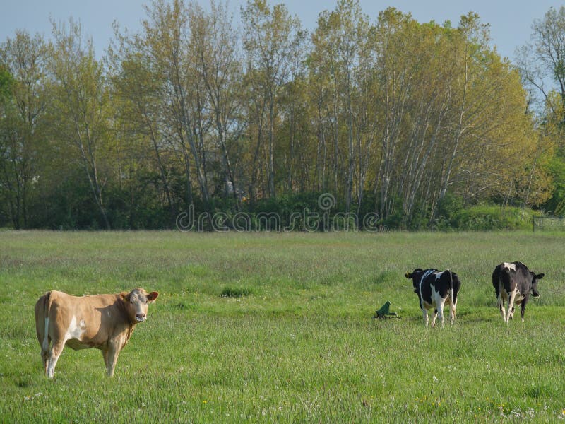 Beautiful Nature in the German Westphalia Editorial Stock Image - Image ...