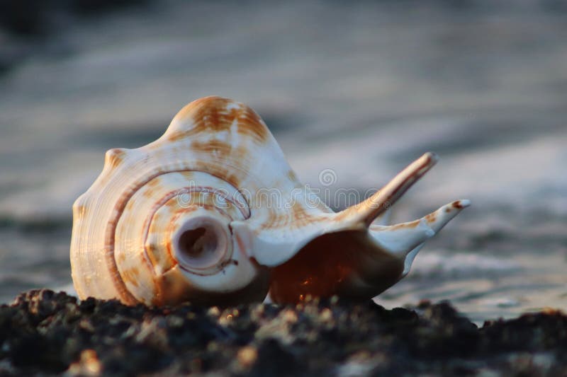 Beautiful Nature Giant Seashell in the Ocean Stock Photo - Image of ...