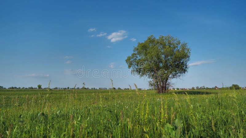 Beautiful Nature, Green Grass and Tree in Meadow Stock Footage - Video ...