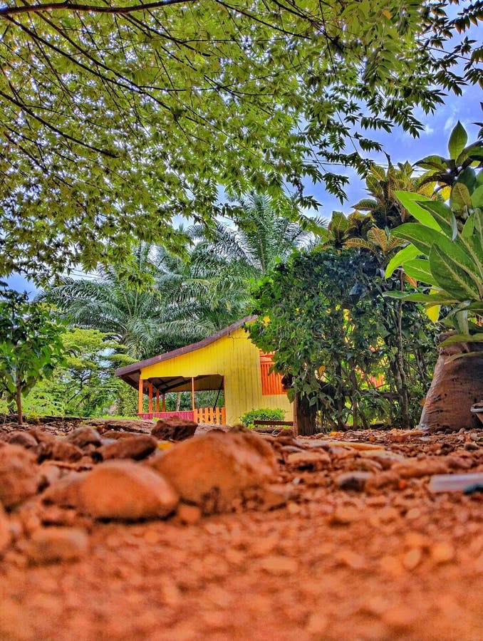 Beautiful Nature with Beautiful Green Plants All Around Stock Image ...