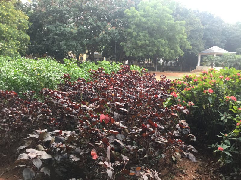 Beautiful nature stock image. Image of nature, green - 165432111