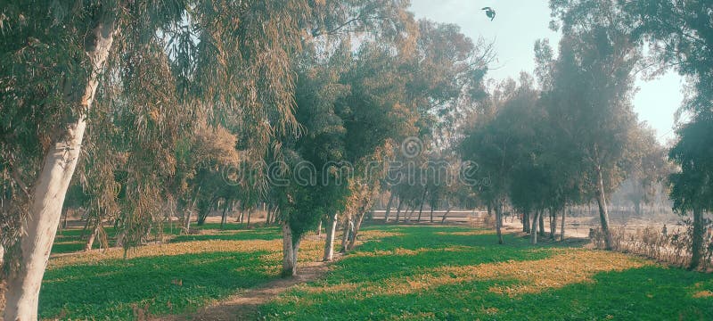 Beautiful Nature Green Trees in Green Fields Landscape Scene Stock ...