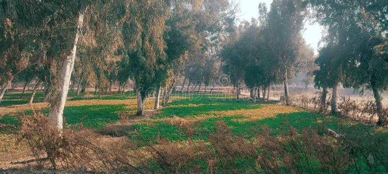 Beautiful Nature Green Trees in Green Fields Landscape Scene Stock ...
