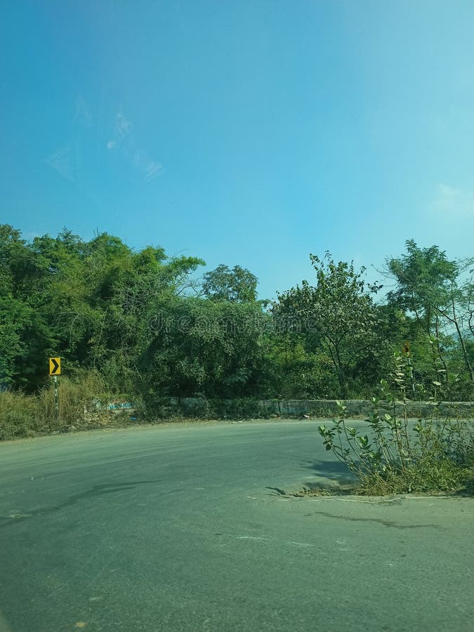 Beautiful nature greenery stock photo. Image of plant - 205694084