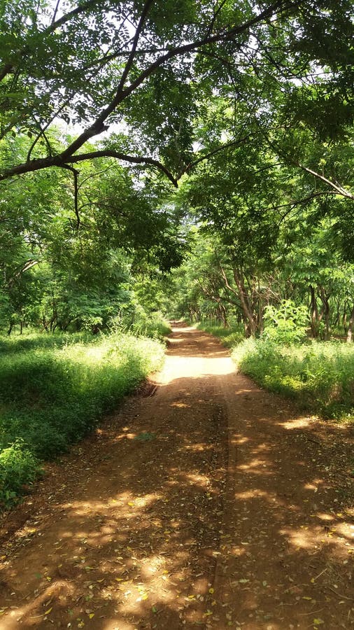 Beautiful Nature. Greenery Everywhere. Stock Photo - Image of nature ...