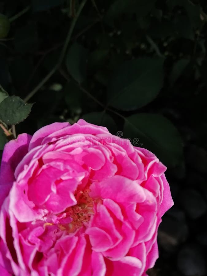 Beautiful Nature Imagine Good Shot Stock Photo - Image of imagine ...