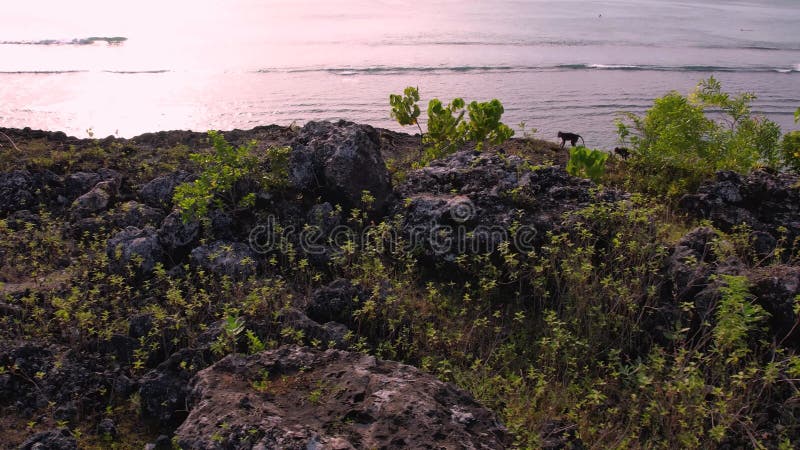 Beautiful Nature Landscape of Bali Stock Video - Video of field ...