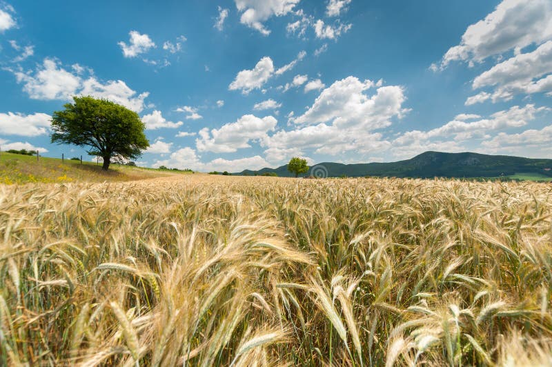 Beautiful Nature Landscape With Crop Stock Image - Image of field ...