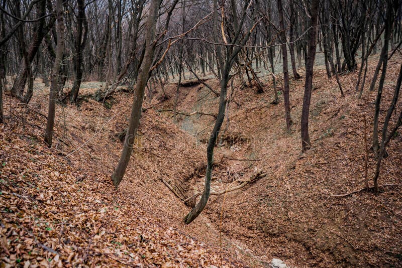 Forest on ravine autumn stock image. Image of landscape - 129109289