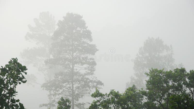 Beautiful Nature Landscape Green of the Forest Stock Image - Image of ...