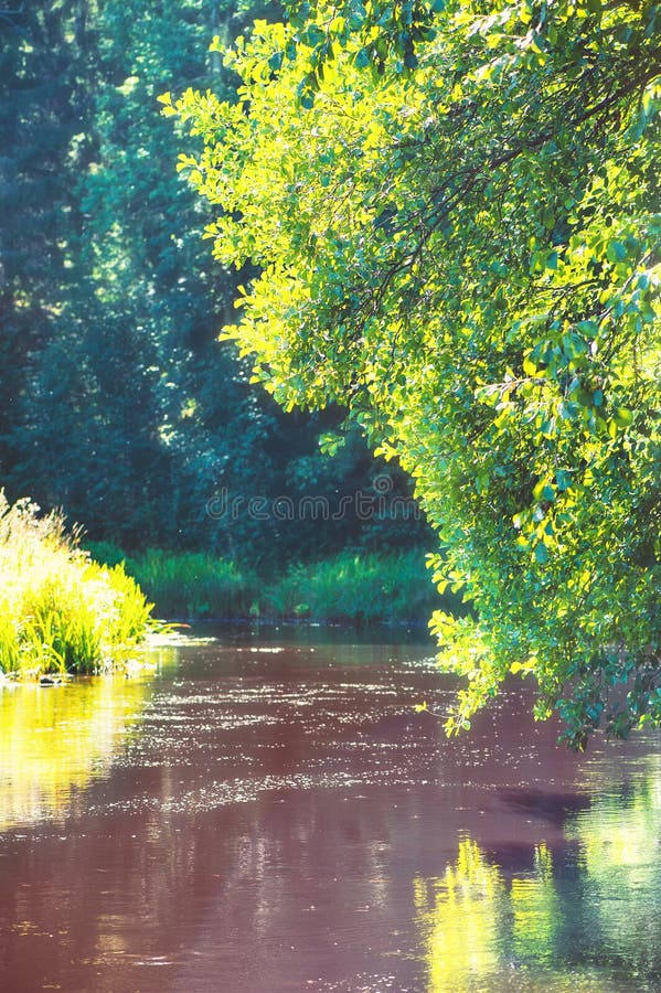 Beautiful Nature Landscape with River Water, Tree and Sunlight Stock ...