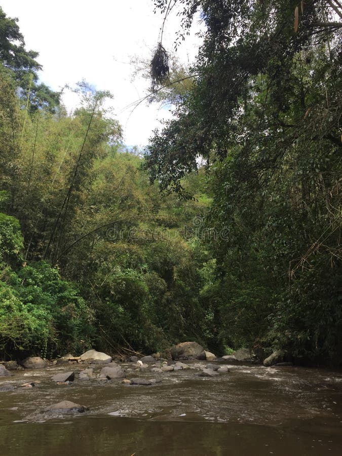A Beautiful Nature a Lot of Trees Stock Photo - Image of nature, filter ...