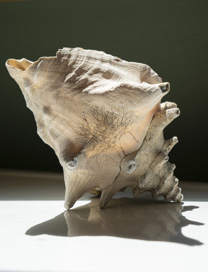 Beautiful Nature Made Etching Shows an Intricate Tree Design on a Conch ...