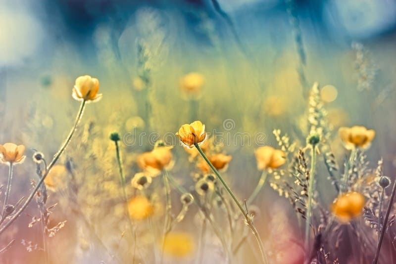 Beautiful Nature - Meadow Flowers Stock Photo - Image of petals ...