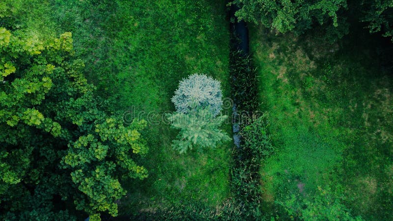 Beautiful Nature in the Middle of Summer Stock Image - Image of garden ...