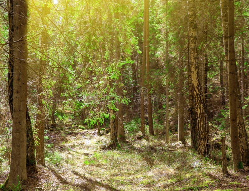 Beautiful Nature at Morning in the Misty Spring Forest with Sun Rays ...