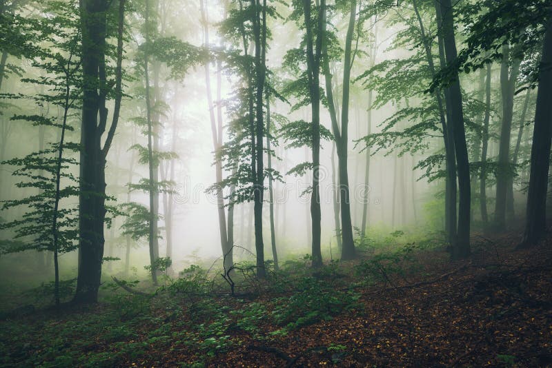 Beautiful Nature at Morning in the Misty Spring Forest with Sun Stock ...