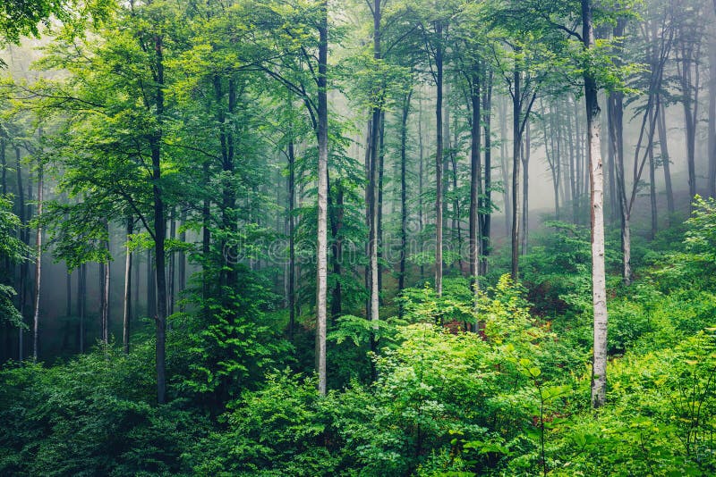 Beautiful Nature at Morning in the Misty Spring Forest with Sun Stock ...
