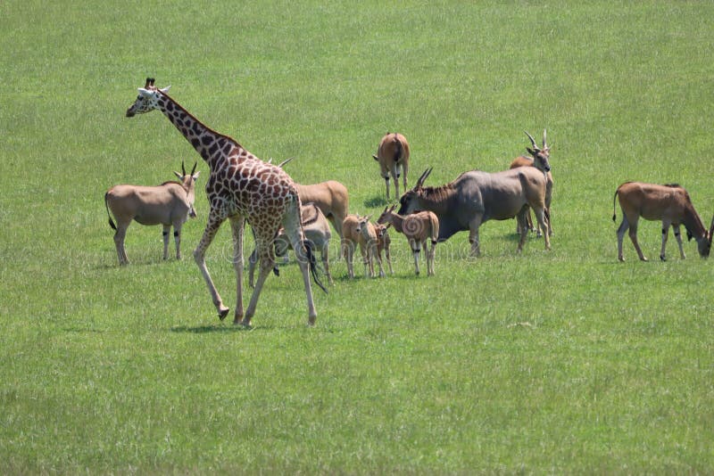 Beautiful Nature Park Full of Animals of All Kinds Stock Photo - Image ...