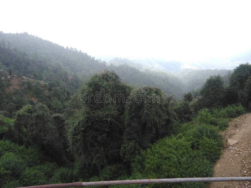 Beautiful nature stock photo. Image of dense, nature - 98646698