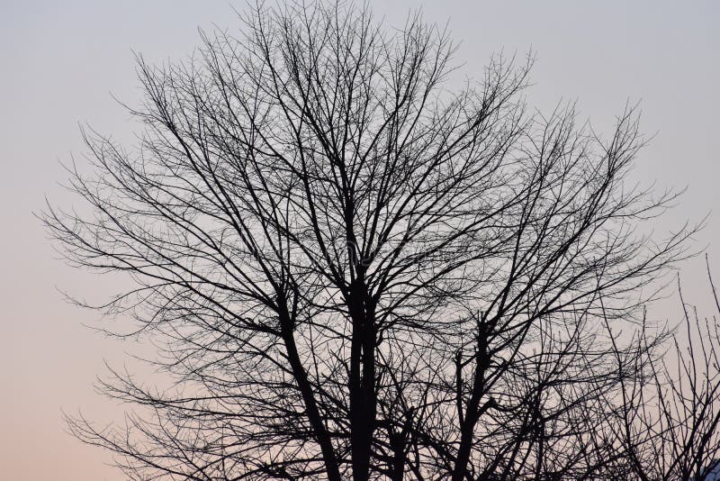 Tree standing tall stock photo. Image of tree, nature - 114311488
