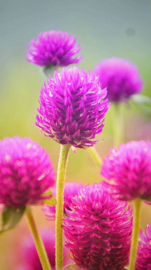 Beautiful Nature Pink Flower Stock Image - Image of pink, lovely: 263698795