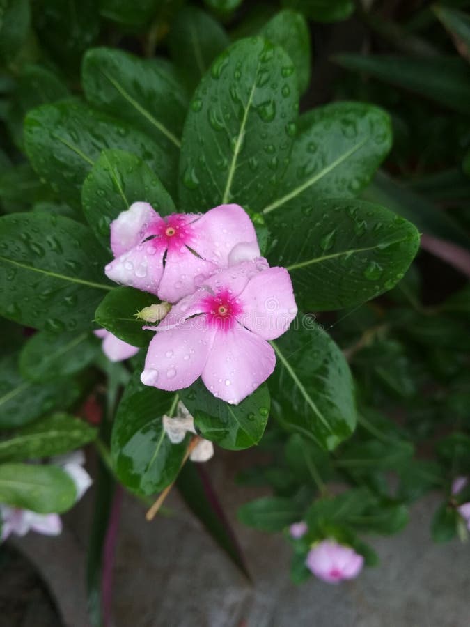 Beautiful Nature Plants stock image. Image of nature - 123108039