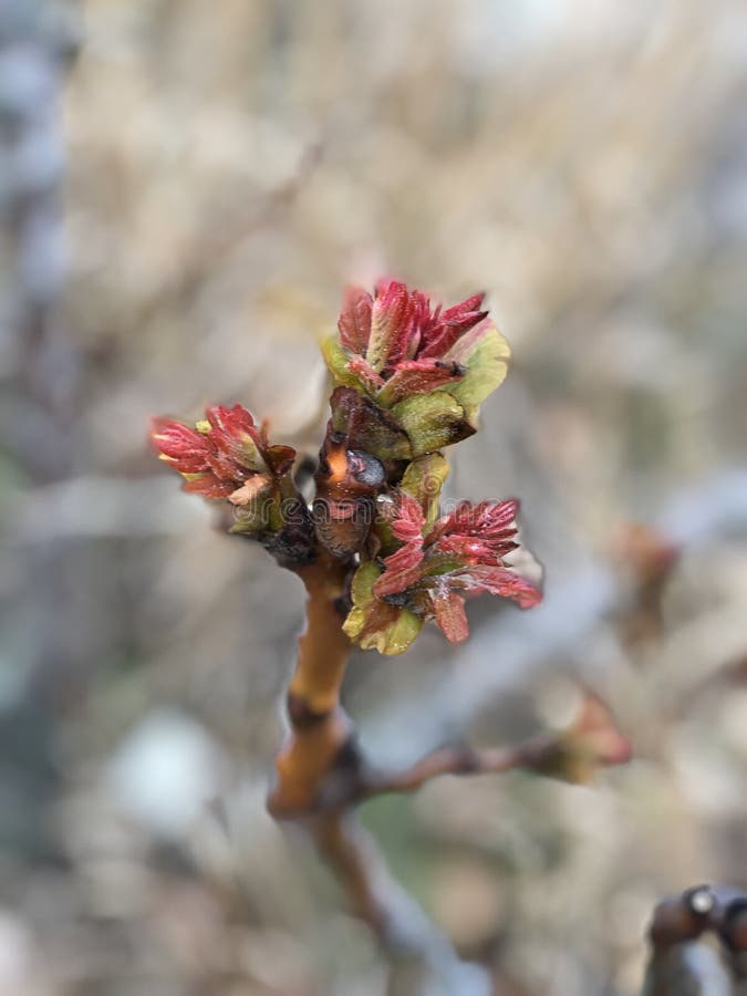 Red growing plant stock photo. Image of plant, growing - 191647188