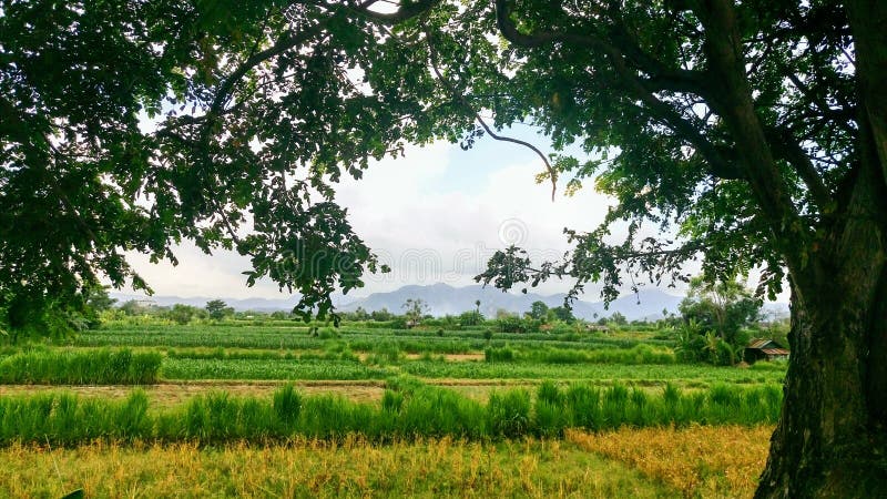 Nature Rice Fields Landscape Stock Image - Image of landscape, fields ...