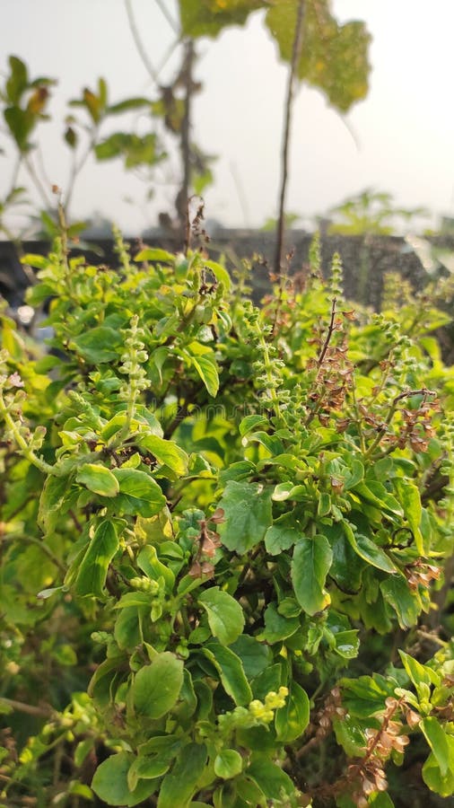 Beautiful Nature& X27;s Basil . Stock Image - Image of plant, organic ...
