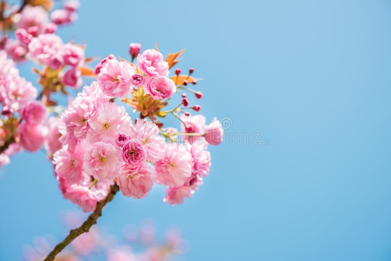 Beautiful Nature Scene with Blooming Cherry Tree in Spring Stock Photo ...