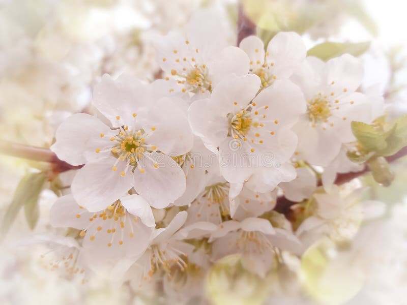 Beautiful Nature Scene with Blooming Flowers Tree. Spring Flowers Stock ...