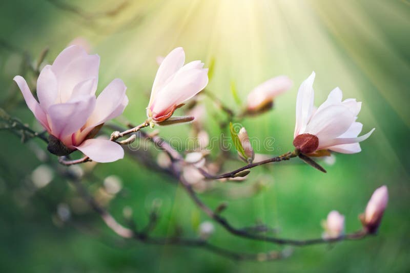 Pink Magnolia. Beautiful Nature Scene with Blooming Tree and Sun Flare ...