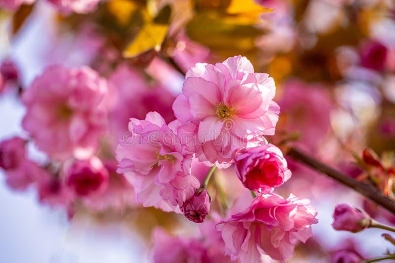 Beautiful Nature Scene with Blooming Pink Sakura Tree in Spring Stock ...