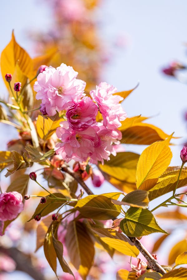 Beautiful Nature Scene with Blooming Pink Sakura Tree in Spring Stock ...