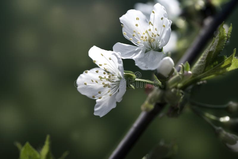 Beautiful Nature Scene with Blooming Tree. Flowering Spring Trees ...