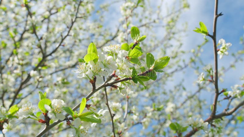 Beautiful Nature Scene with Blooming Tree. Beautiful White Blooming ...