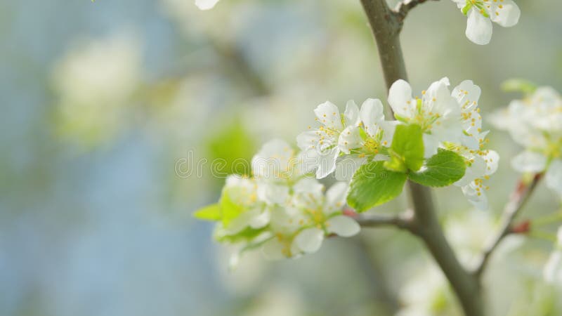 Beautiful Nature Scene with Blooming Tree. Beautiful White Blooming ...