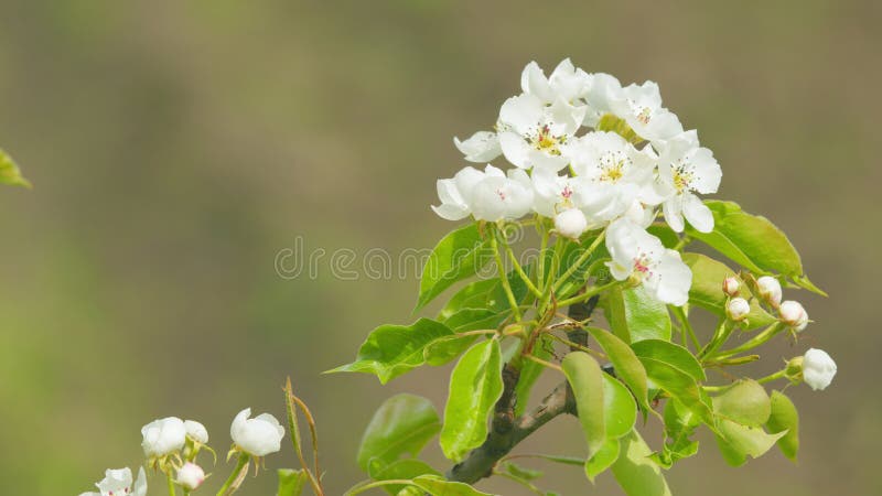 Beautiful Nature Scene with Blooming Tree. Beautiful White Blooming ...