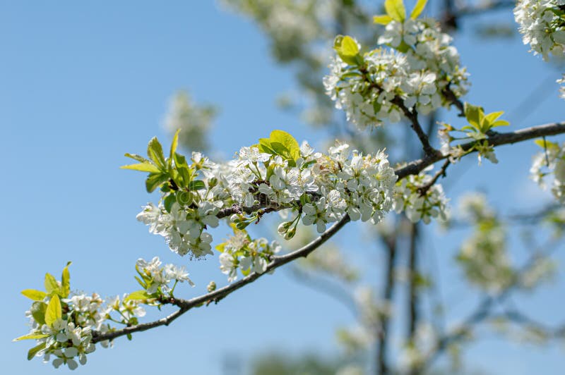 A Beautiful Nature Scene with a Budding Tree and Sunlight. a Sunny Day ...