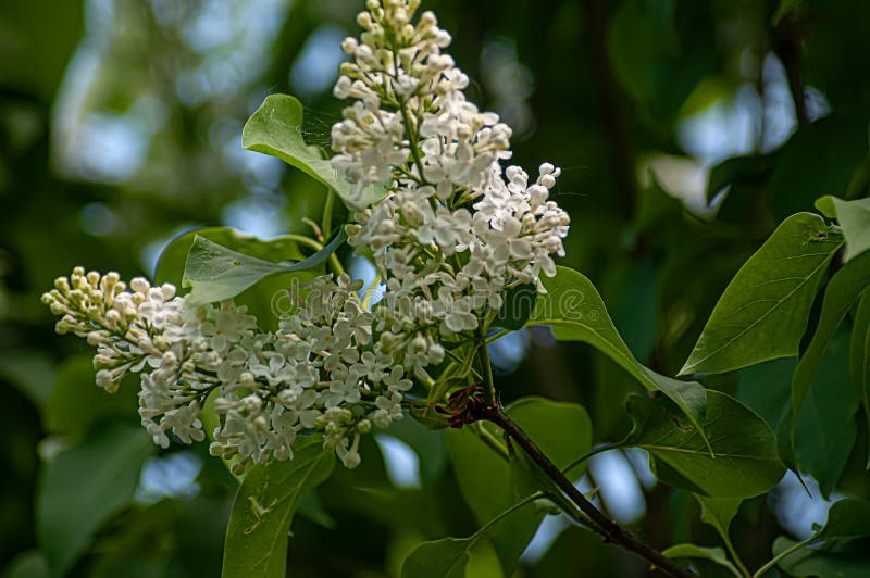A Beautiful Nature Scene with a Budding Tree and Sunlight. a Sunny Day ...