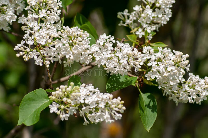 A Beautiful Nature Scene with a Budding Tree and Sunlight. a Sunny Day ...