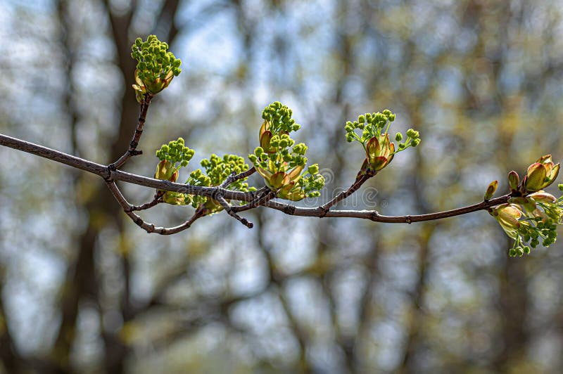 A Beautiful Nature Scene with a Budding Tree and Sunlight. a Sunny Day ...