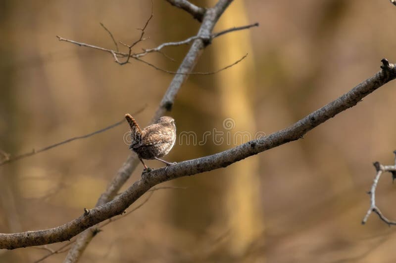 Beautiful Nature Scene with Eurasian Wren Stock Photo - Image of ...