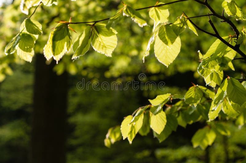 Beautiful Nature Scene Featuring a Sunlit Tree with Its Branches ...
