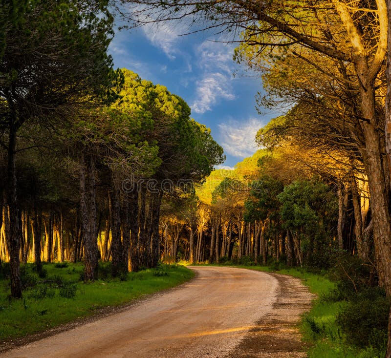 Beautiful Nature Scene with a Path in the Middle of the Forest Full of ...