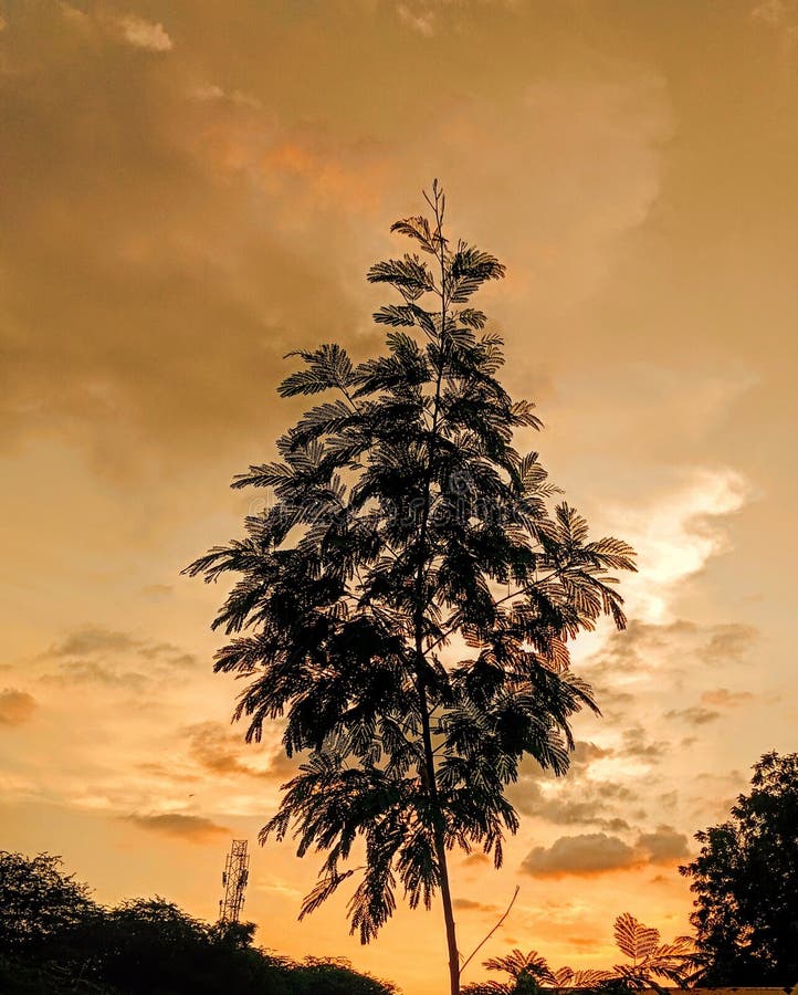 Beautiful, Nature, Sky, Tree, Colourful, Sunset, Attractive Stock Photo ...