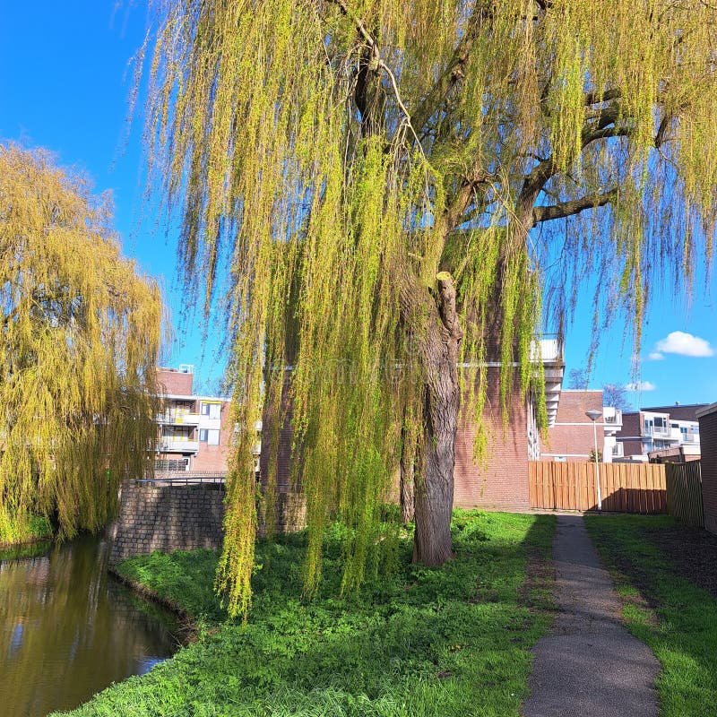 Beautiful Nature with a Special Tree Outside Stock Image - Image of ...