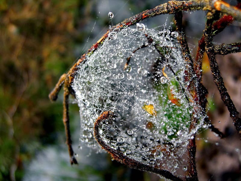 Beautiful Nature of Spider Web Stock Photo - Image of meadow, beautiful ...